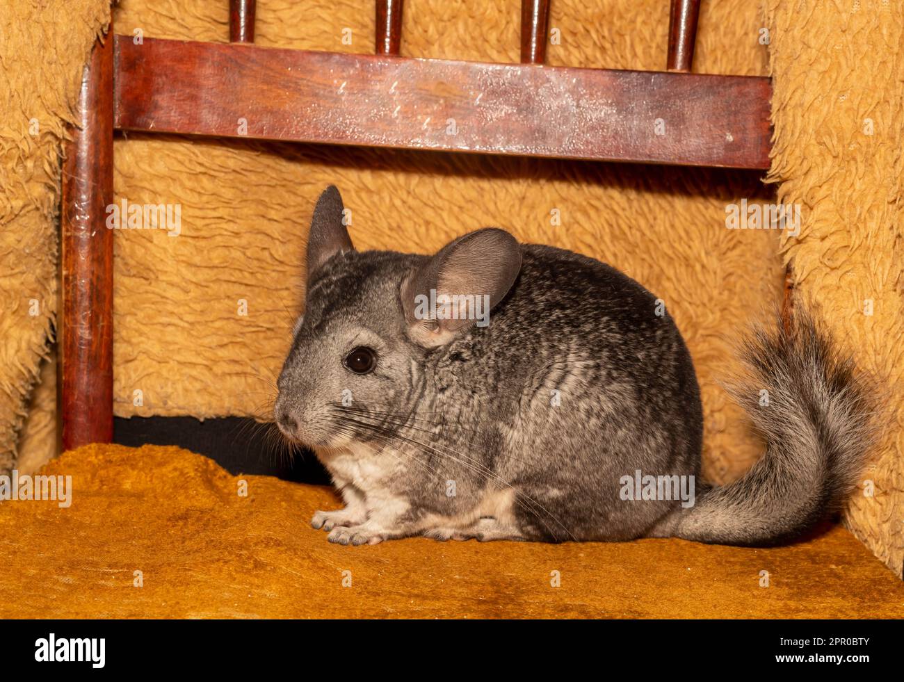 Chinchilla rat hi-res stock photography and images - Alamy