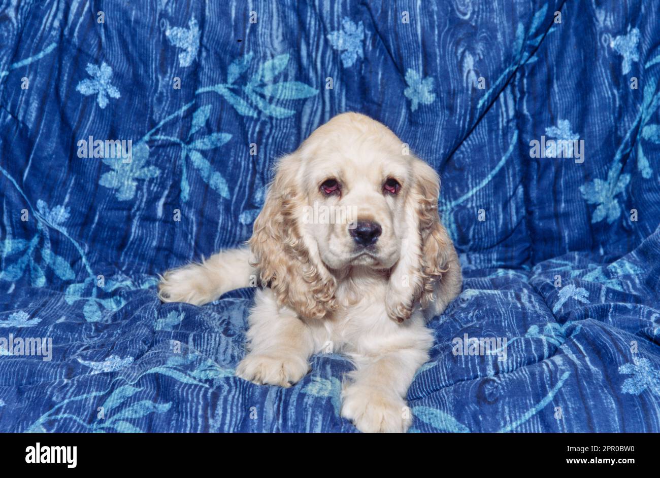 American Cocker Spaniel puppy with droopy eyes laying on blue blanket ...