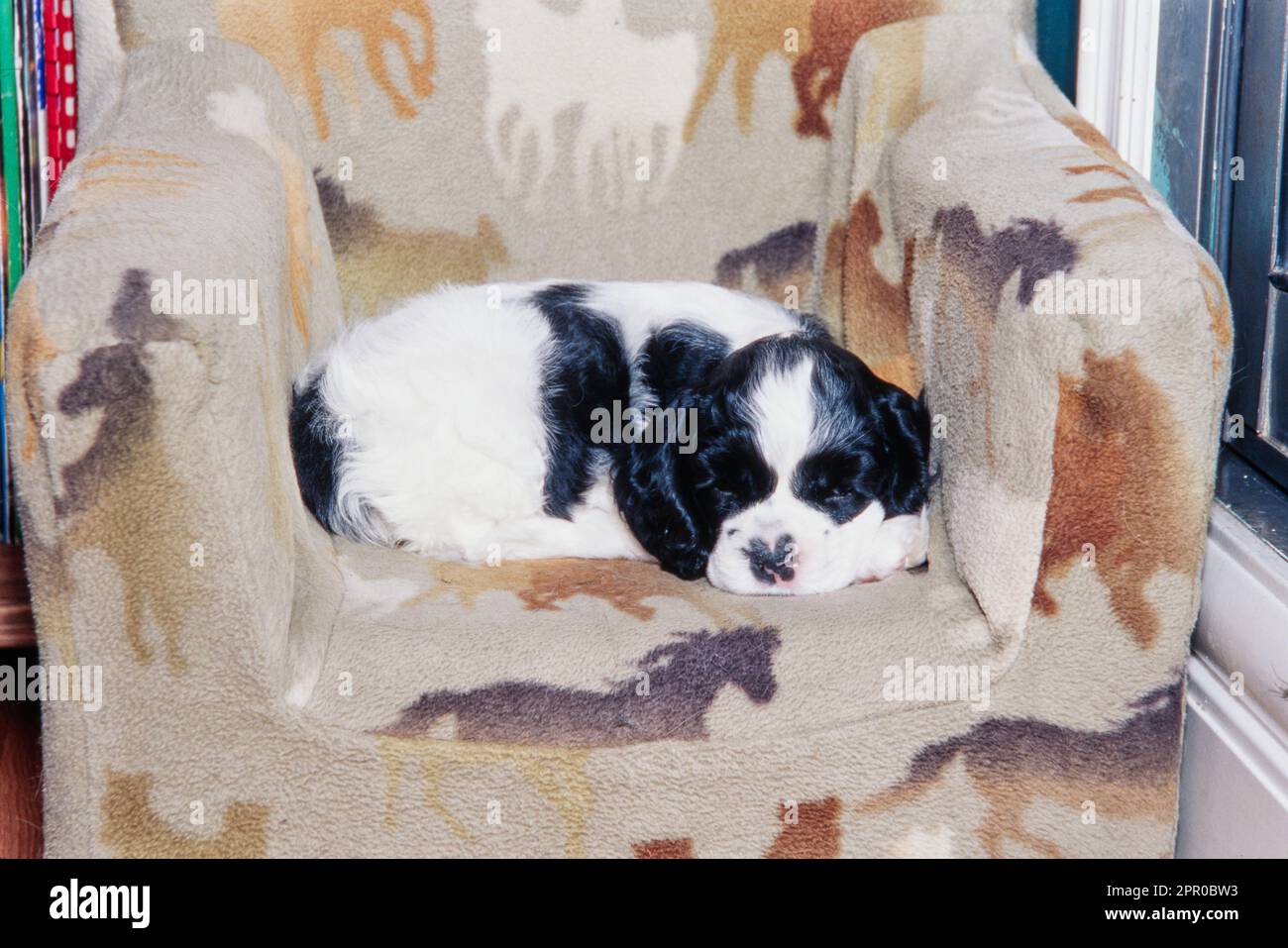 American Cocker Spaniel puppy curled up in chair with horse design ...
