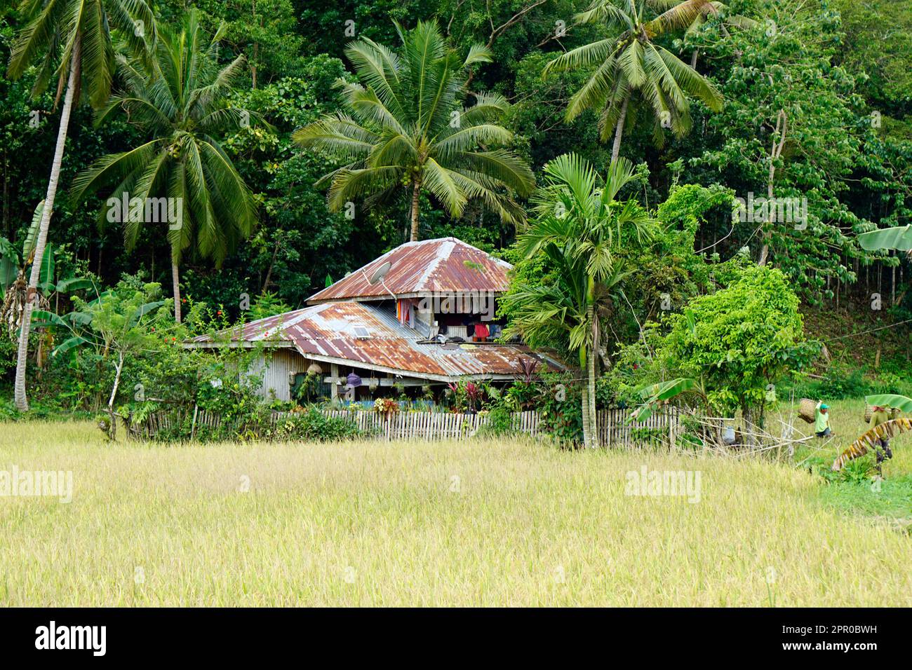Rice fields on island bohol hi-res stock photography and images - Alamy