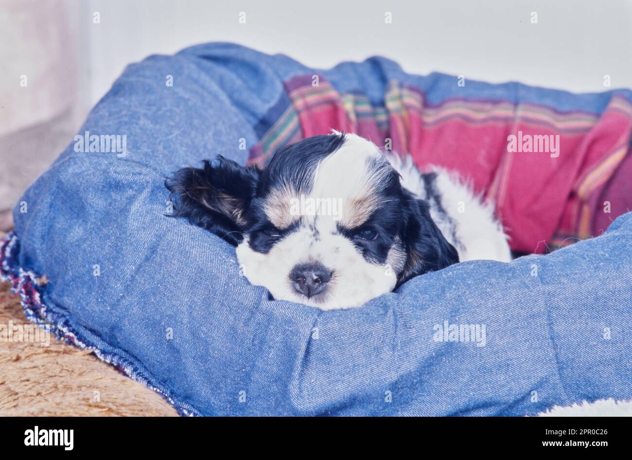 American Cocker Spaniel puppy sleeping with chin on blue bed Stock ...