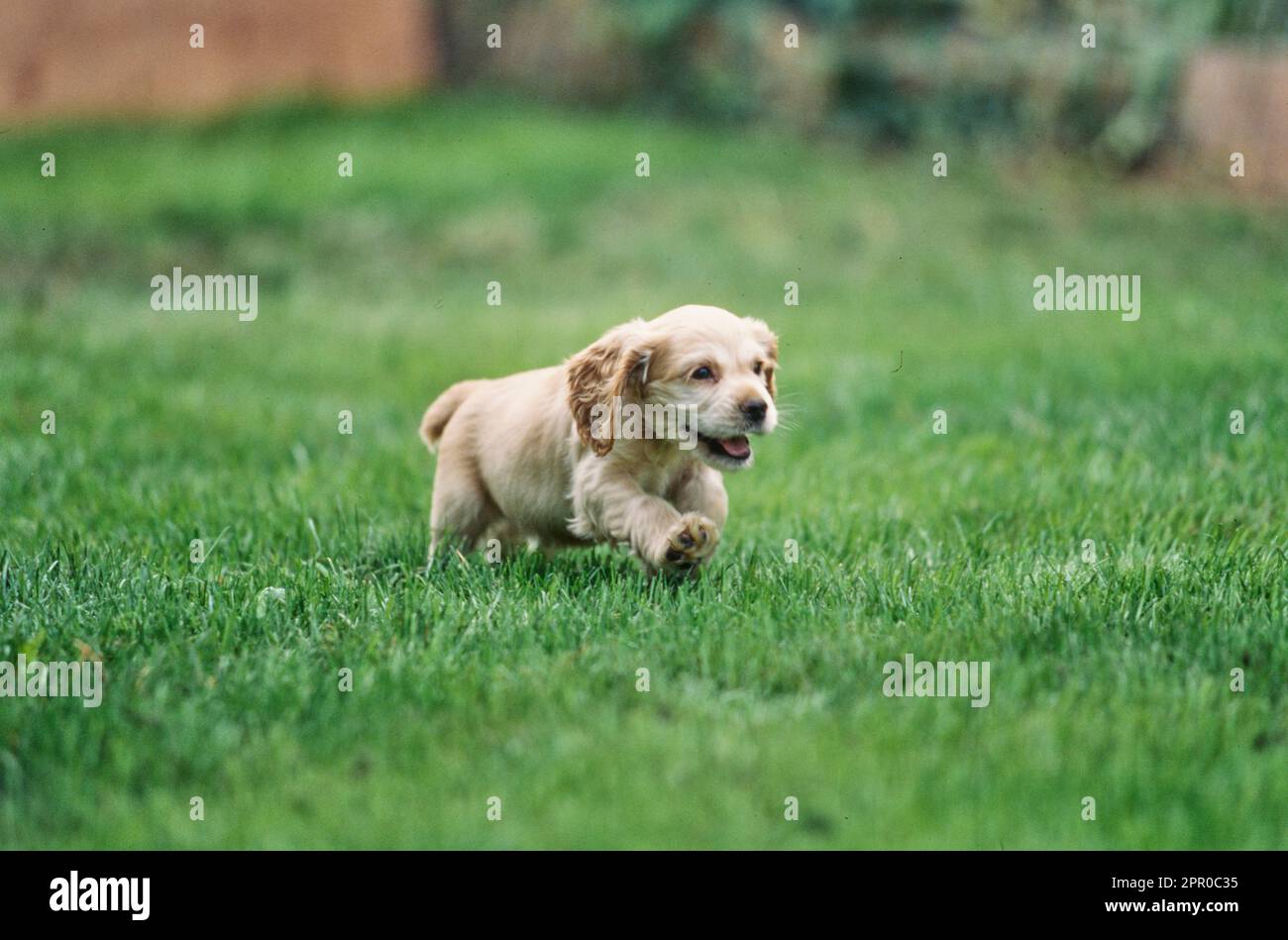 American Cocker Spaniel puppy running in grass outside Stock Photo - Alamy