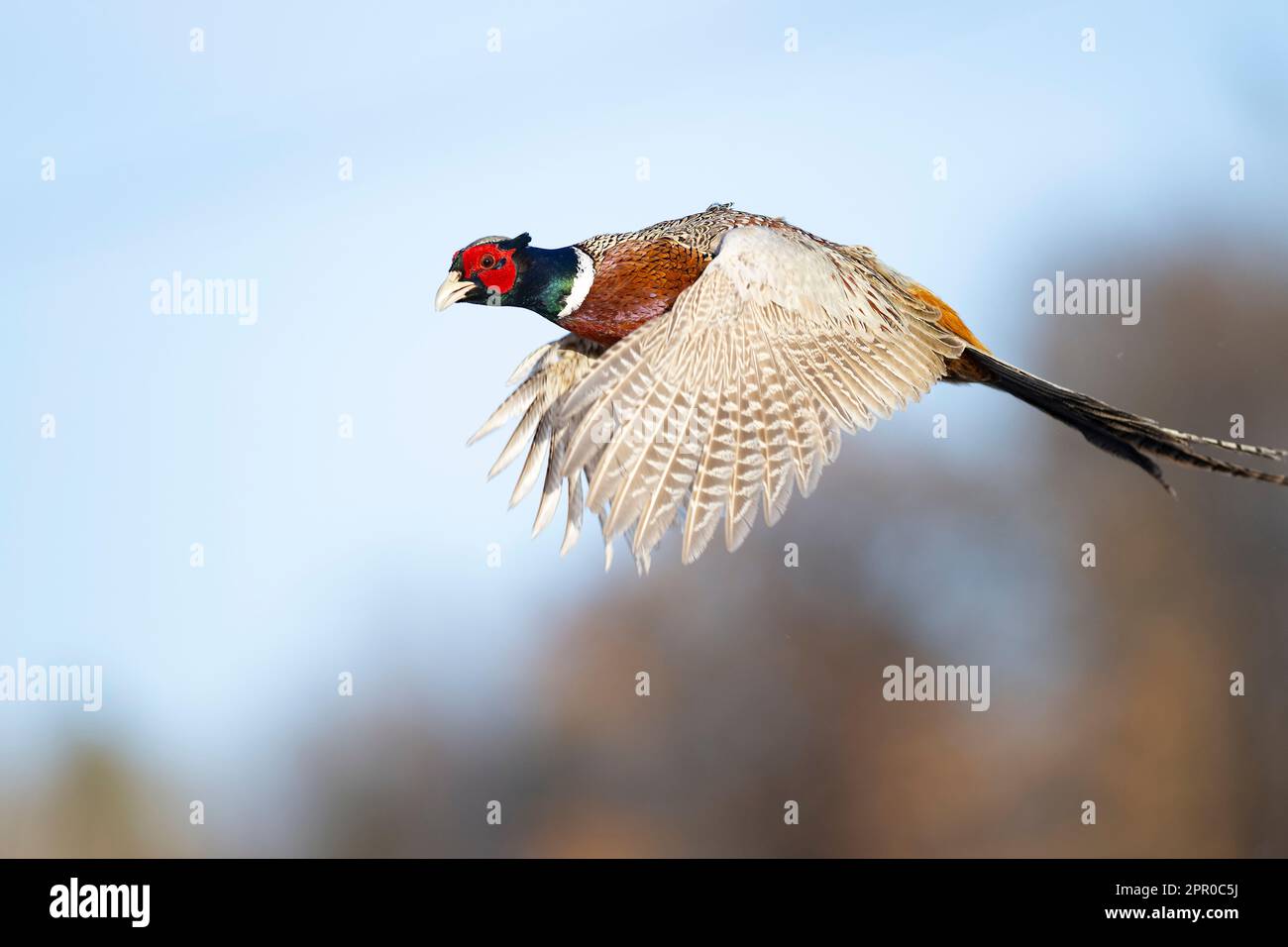 A rooster pheasant in flight on a late winter day Stock Photo - Alamy