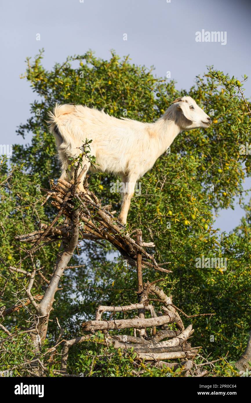 Goat in tree Essaouira Morocco Stock Photo - Alamy