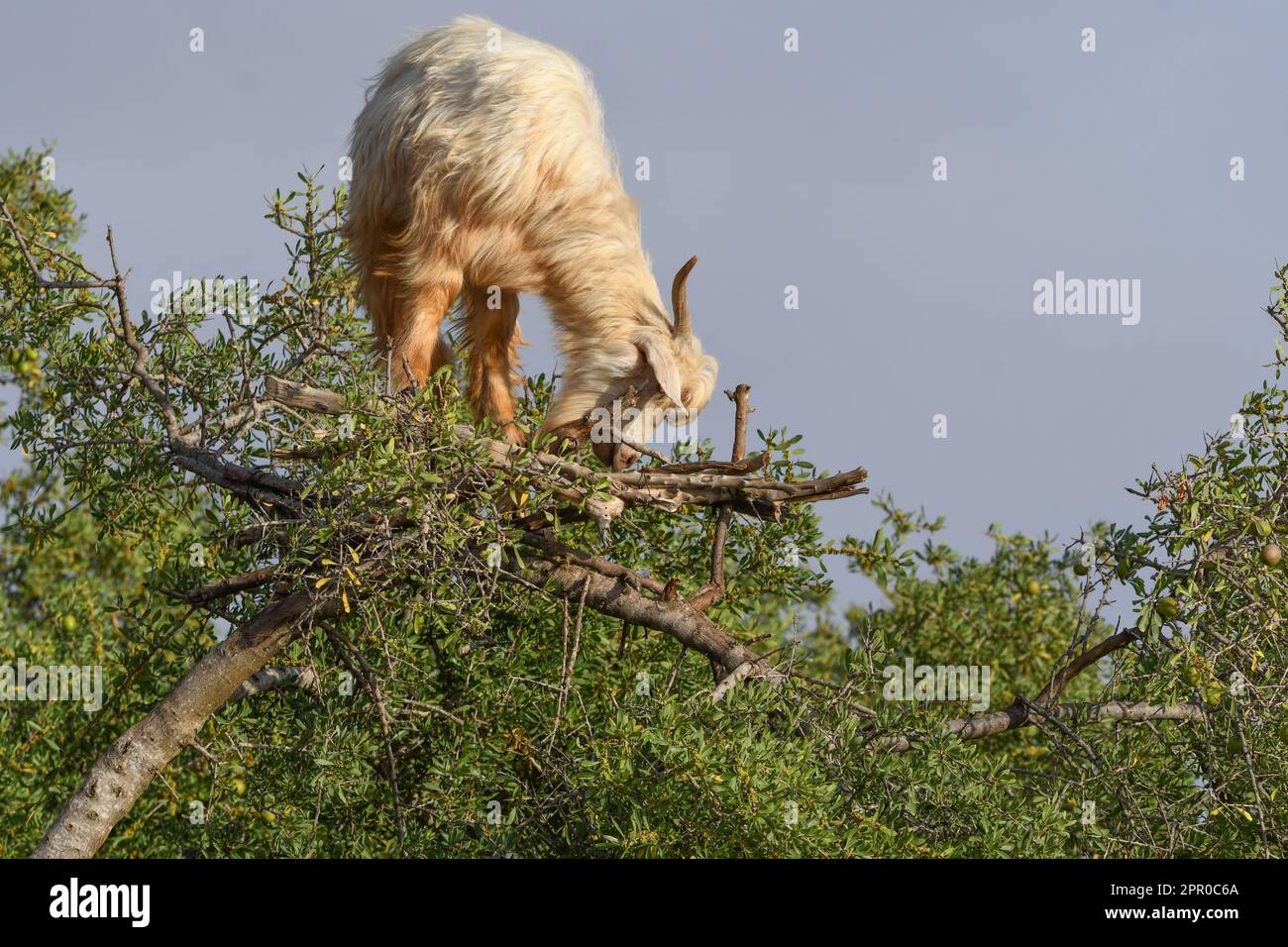 Goat in tree Essaouira Morocco Stock Photo - Alamy