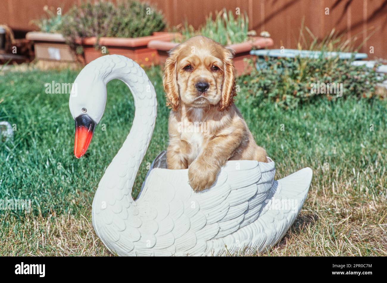 American Cocker Spaniel puppy sitting with paw up on goose decoration ...