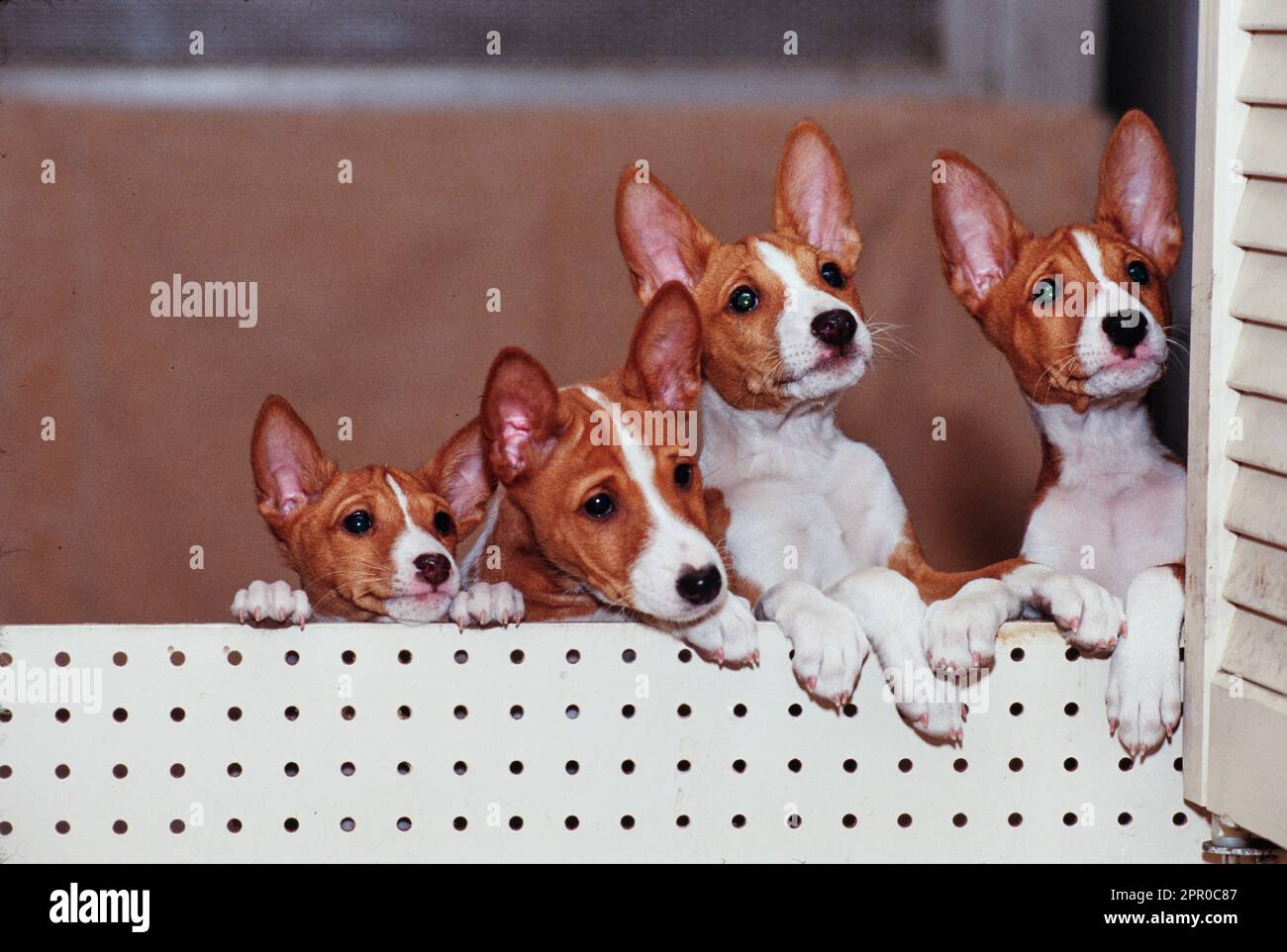 Basenji puppies jumping up on gate in doorway Stock Photo - Alamy