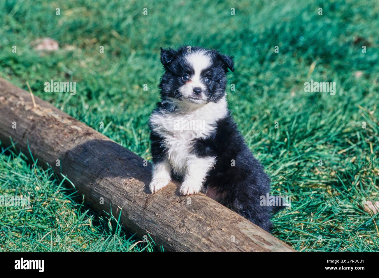 Fluffy Australian Shepherd puppy sitting up on fallen tree trunk Stock ...