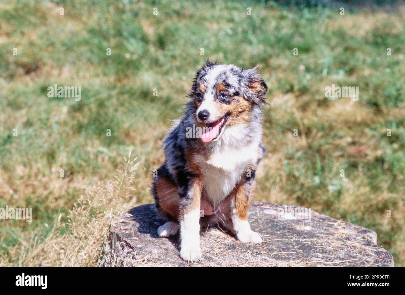 Australian Shepherd sitting on tree stump Stock Photo - Alamy