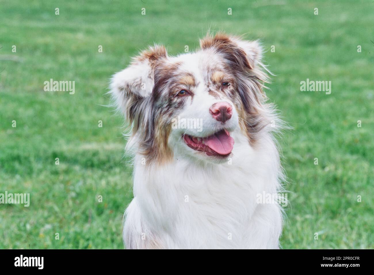 Closeup of Australian Shepherd face in field smilling Stock Photo - Alamy