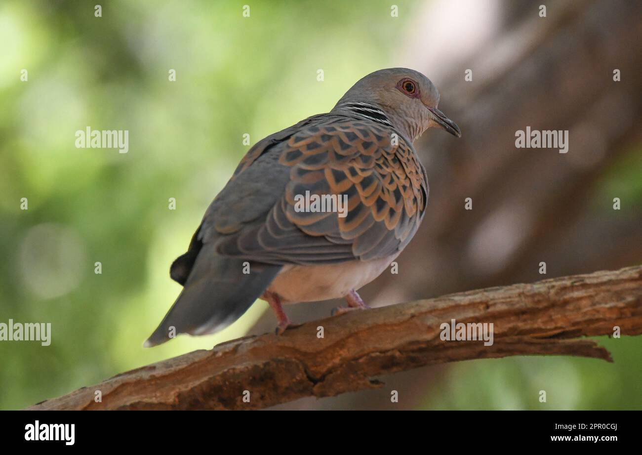 Turtle dove mating hi-res stock photography and images - Alamy