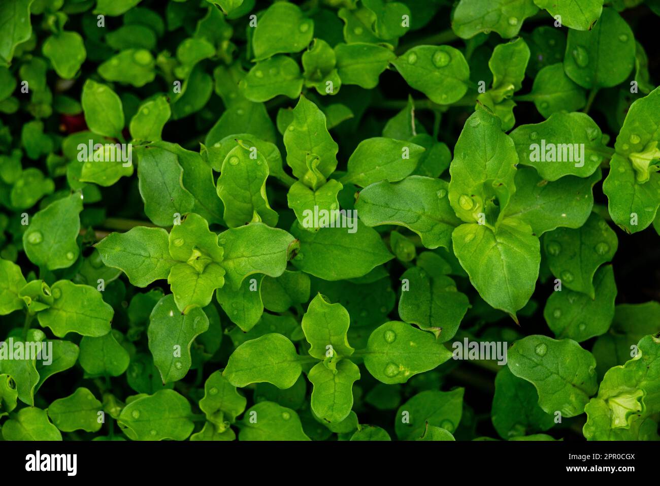 Chickweed ,Stellaria media. Young taste very gently with flavor of nuts ...