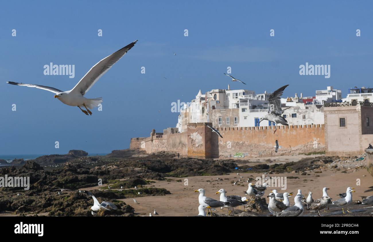 Essaouira, fish Market and blue barges Stock Photo - Alamy