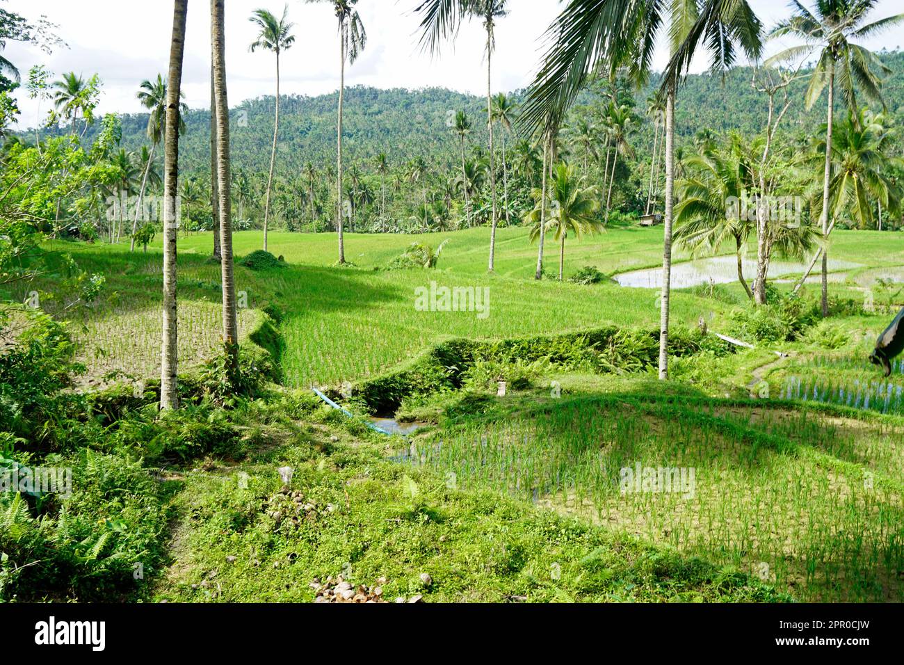 scenic rice fields on bohol island at the philippines Stock Photo - Alamy