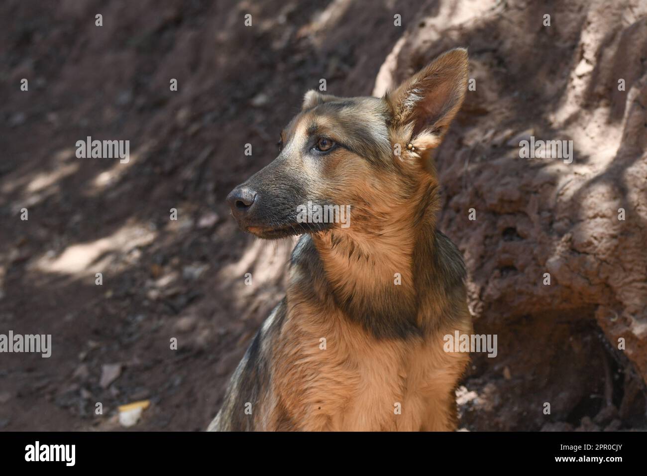 Stray dog in Ouzoud, Morocco Stock Photo - Alamy