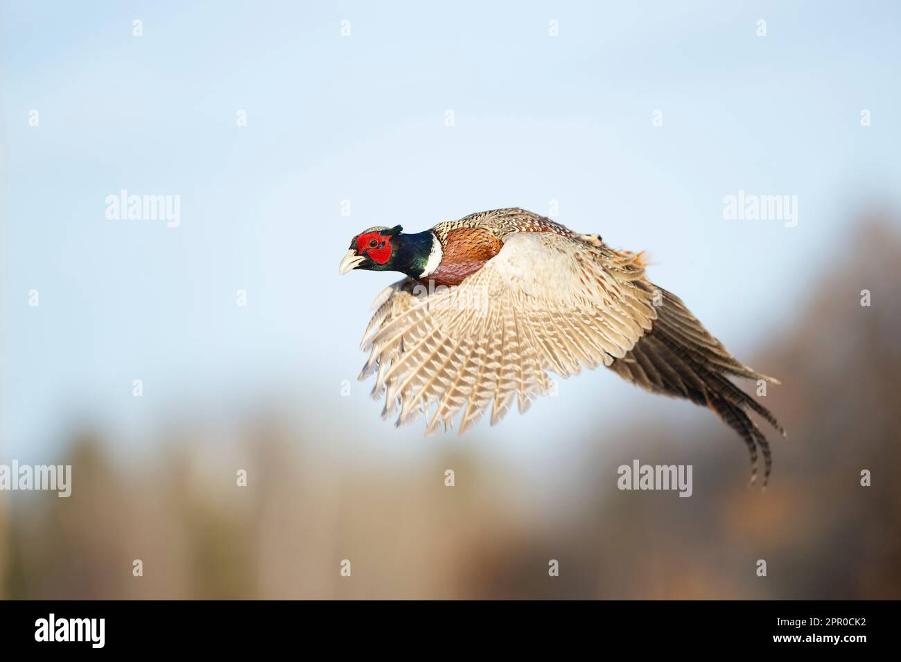 A rooster pheasant in flight on a late winter day Stock Photo - Alamy