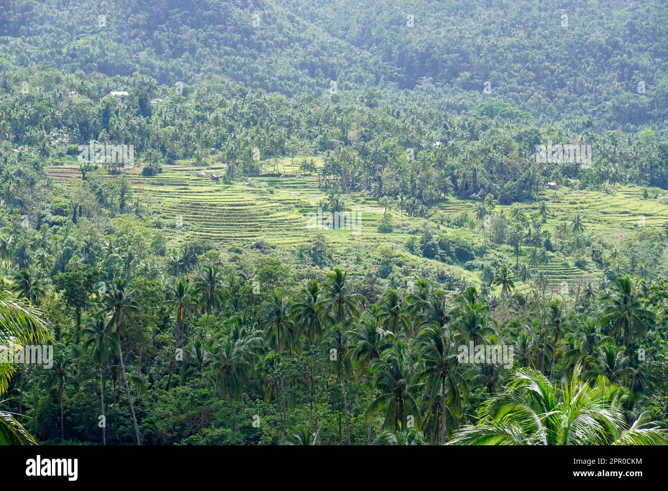 scenic rice fields on bohol island at the philippines Stock Photo - Alamy