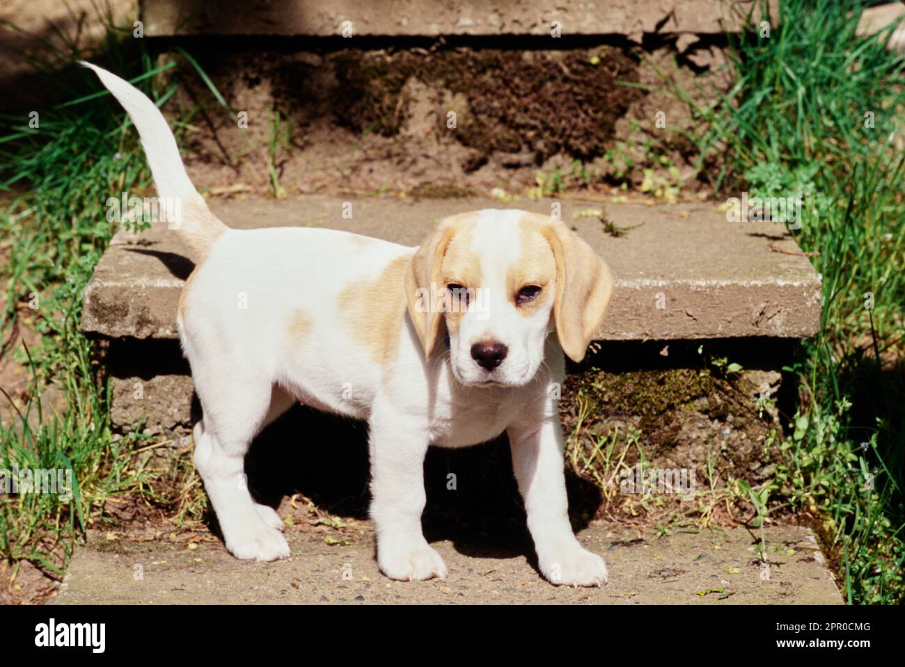 Beagle puppy standing on concrete steps outside in sun Stock Photo - Alamy