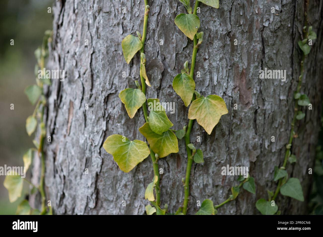 Yellow Ivy climbing up a tree Stock Photo - Alamy
