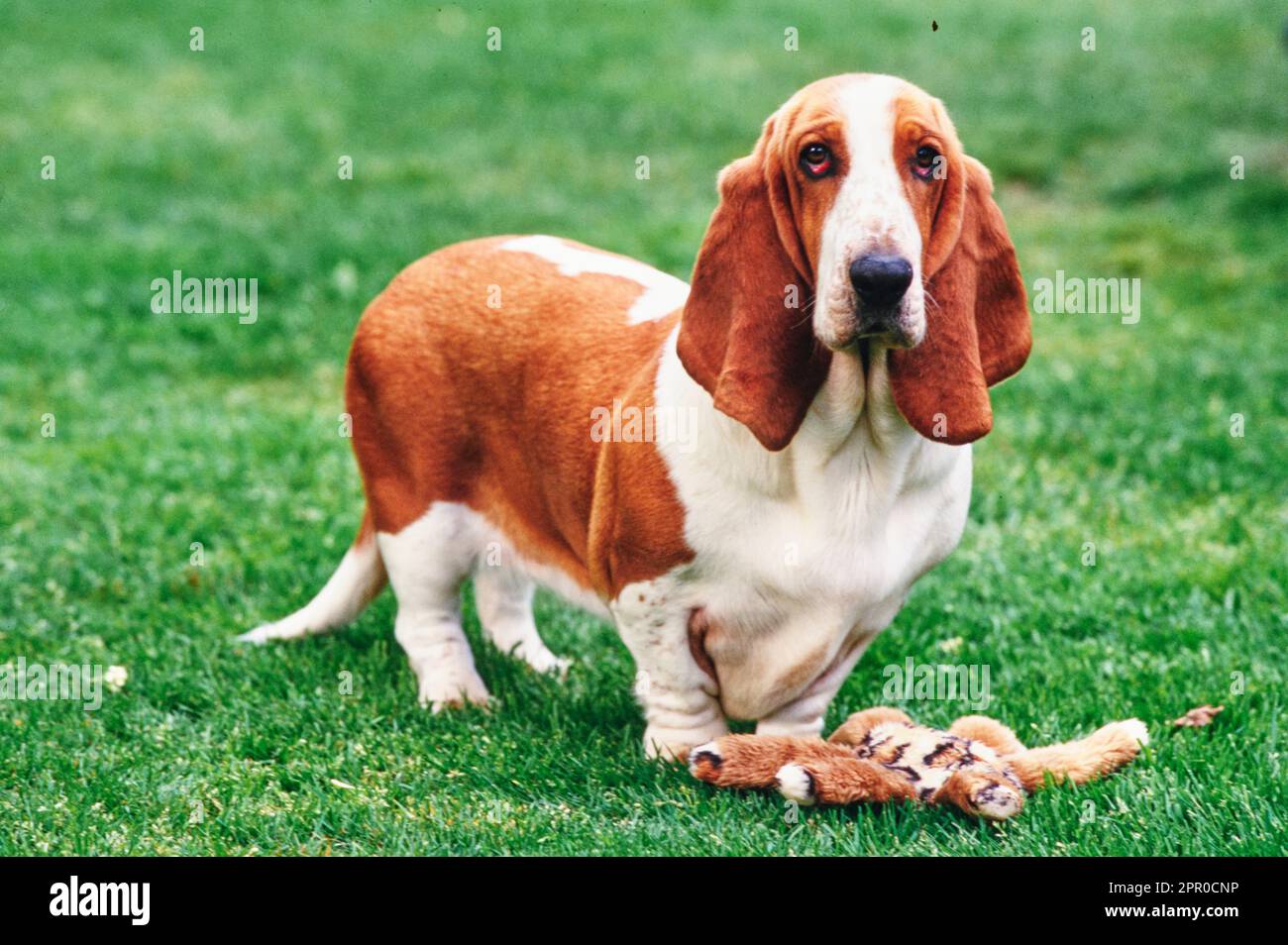 Basset Hound standing next to stuffed animal toy in grass outside Stock ...