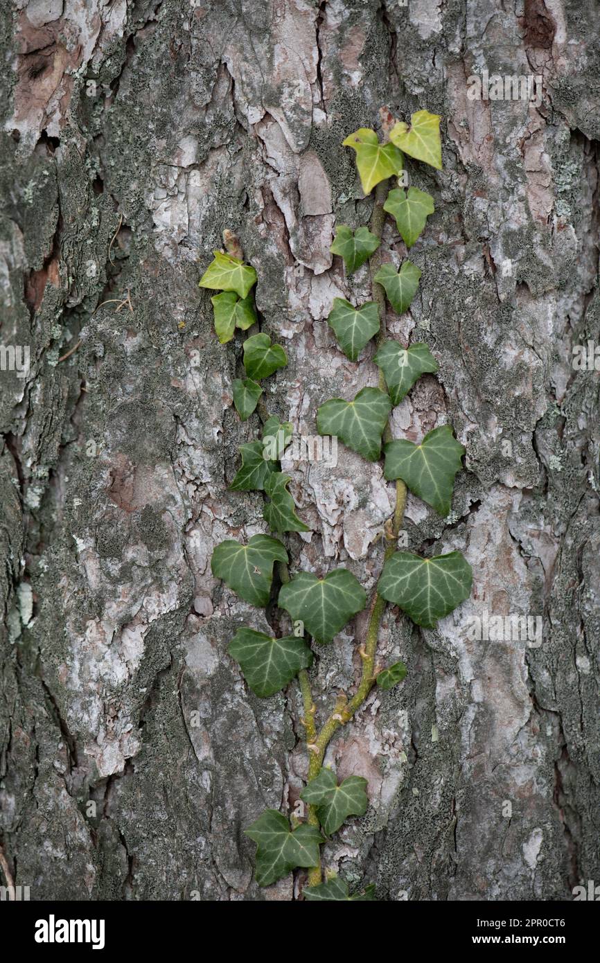 Ivy climbing up a tree Stock Photo - Alamy