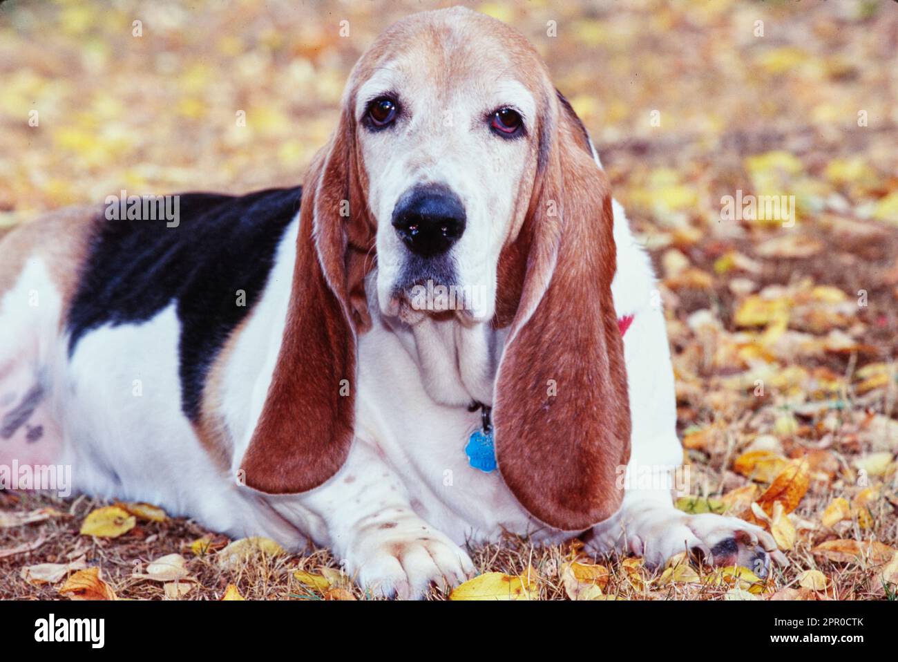 Basset in leaves hi-res stock photography and images - Alamy