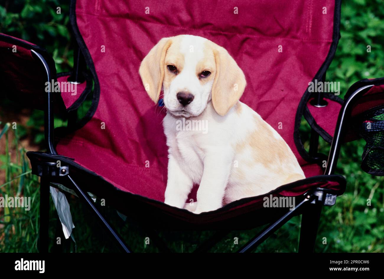 Beagle puppy sitting outside in maroon camp chair Stock Photo - Alamy
