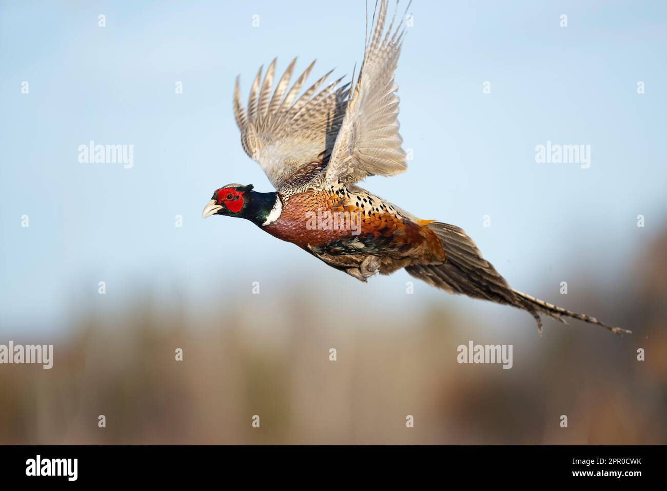 A rooster pheasant in flight on a late winter day Stock Photo - Alamy
