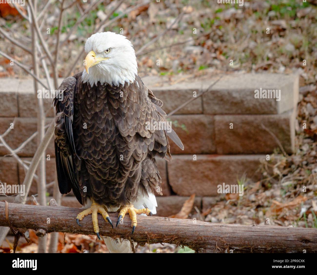Bald eagle zoo hi-res stock photography and images - Alamy