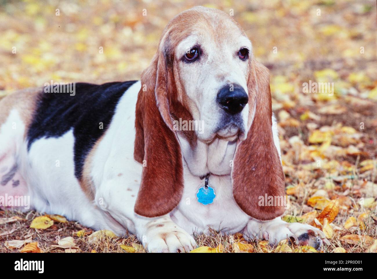Basset Hound laying down outside in field of yellow autumn leaves Stock ...