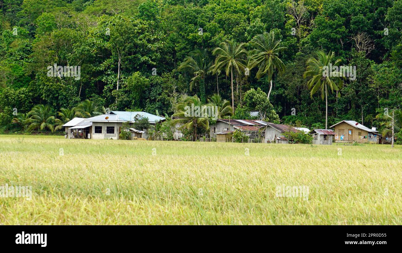 scenic rice fields on bohol island at the philippines Stock Photo - Alamy