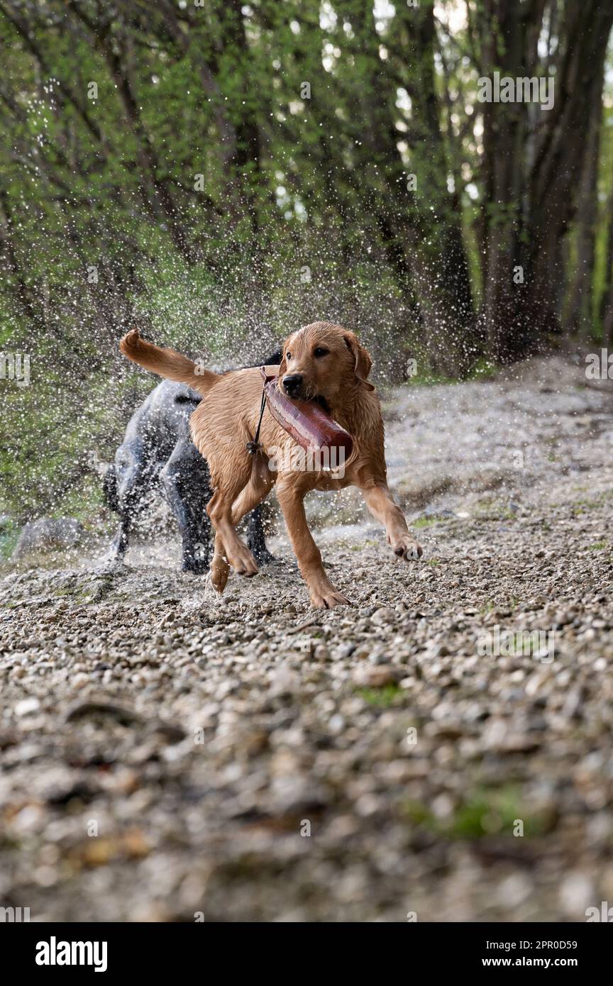 Wet golden labrador retriever puppy with a dummy toy in her mouth ...