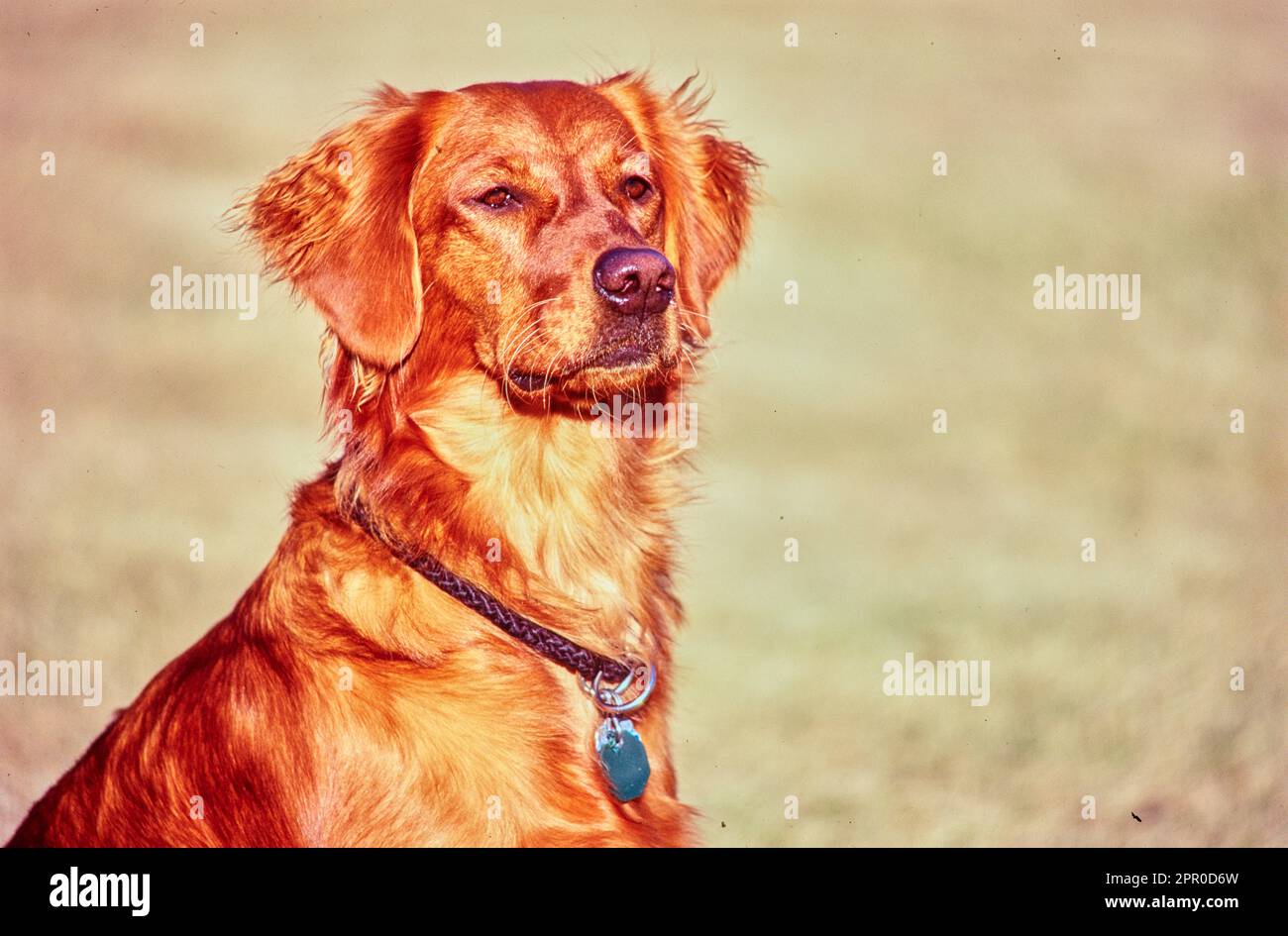 Golden retriever face hi-res stock photography and images - Alamy