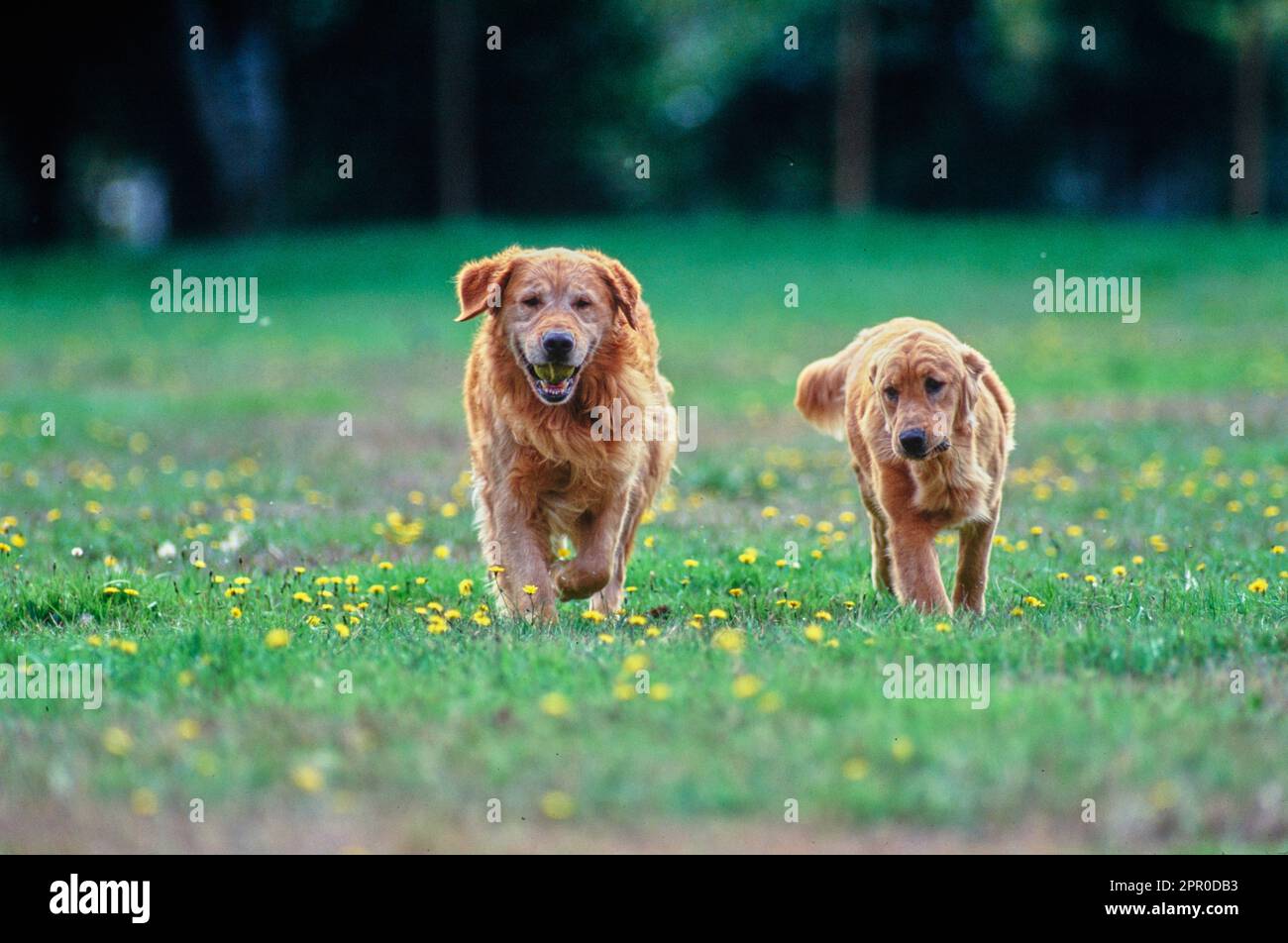 Golden retrievers running on hi-res stock photography and images - Alamy