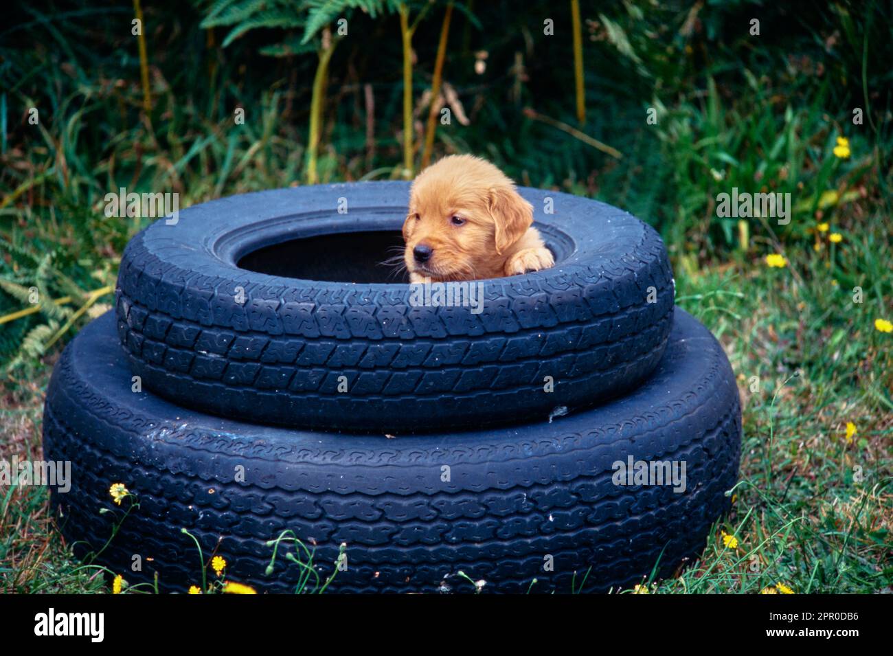 Golden retriever puppy sitting in middle of tire stack outside Stock ...