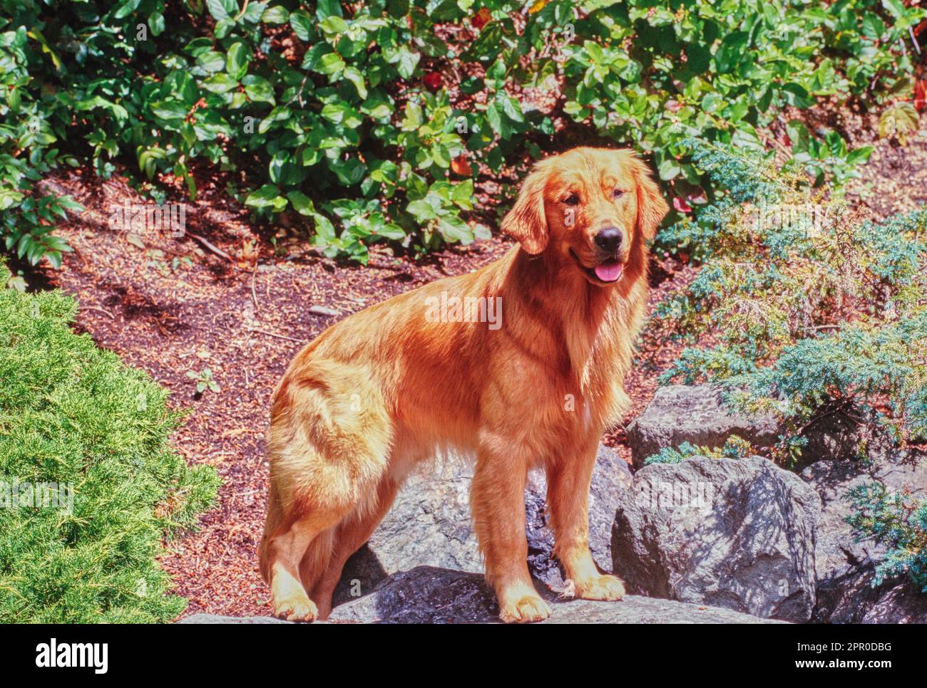 Golden retriever standing hi-res stock photography and images - Alamy