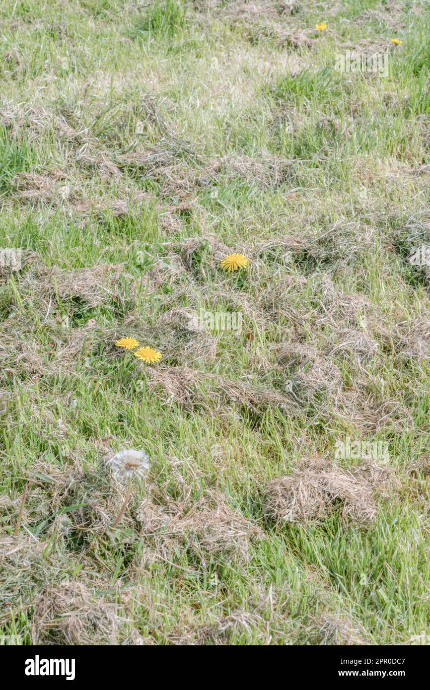 Cut grass mulch left on expansive paddock / playing field after cutting ...