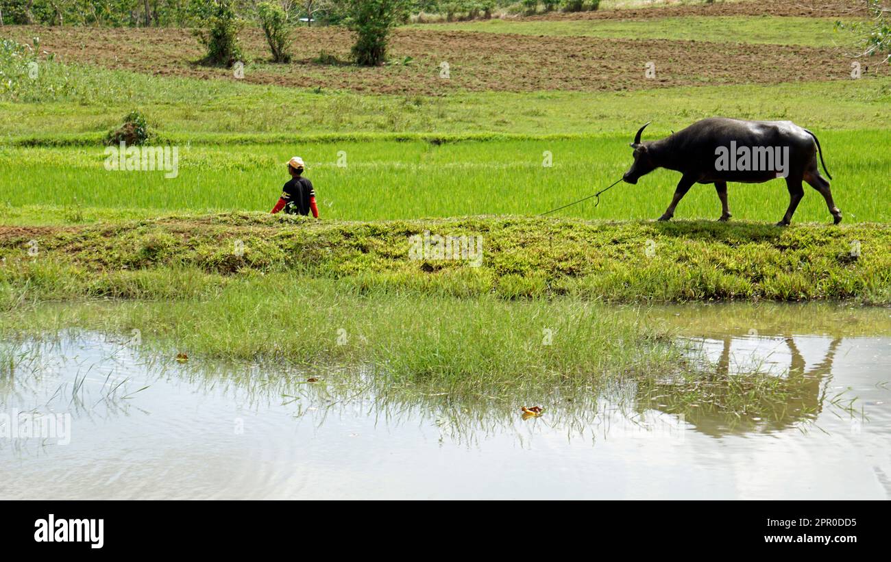 scenic rice fields on bohol island at the philippines Stock Photo - Alamy