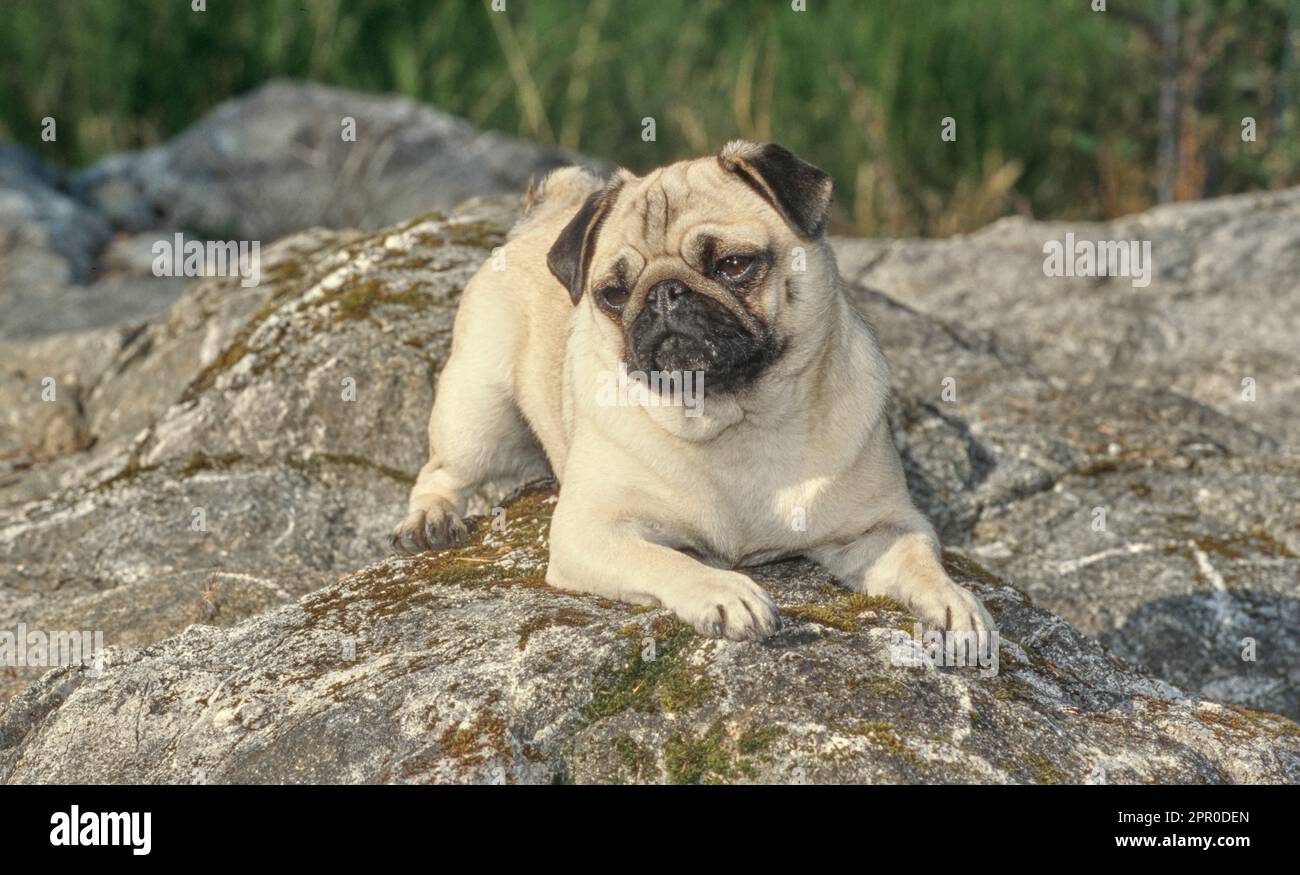 Pug relaxing on rock outside Stock Photo - Alamy