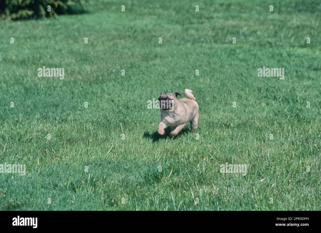 Pug running through grass outside Stock Photo - Alamy