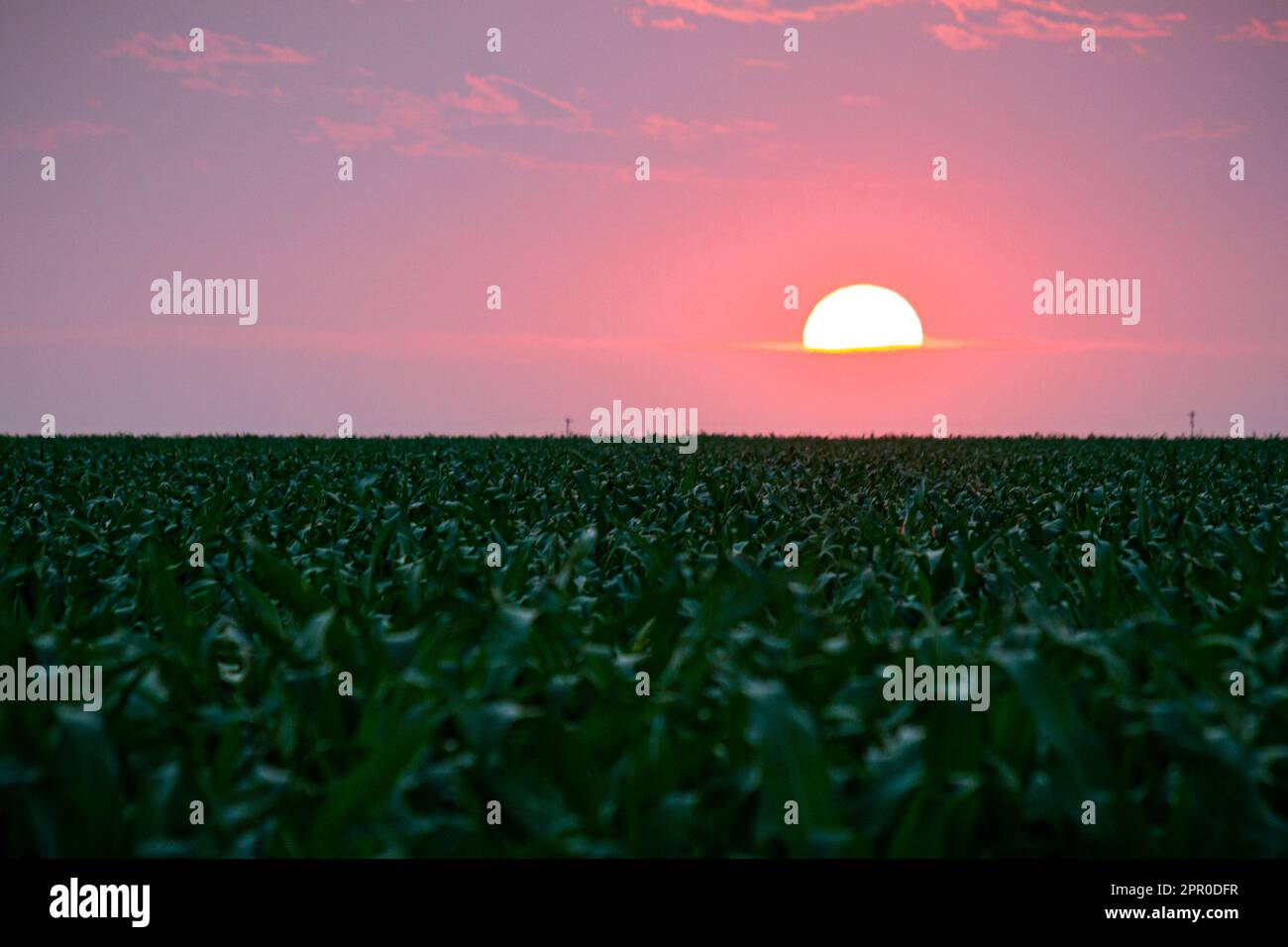 Landscape of Sun on the Horizon at sunset with Field of thick Corn ...