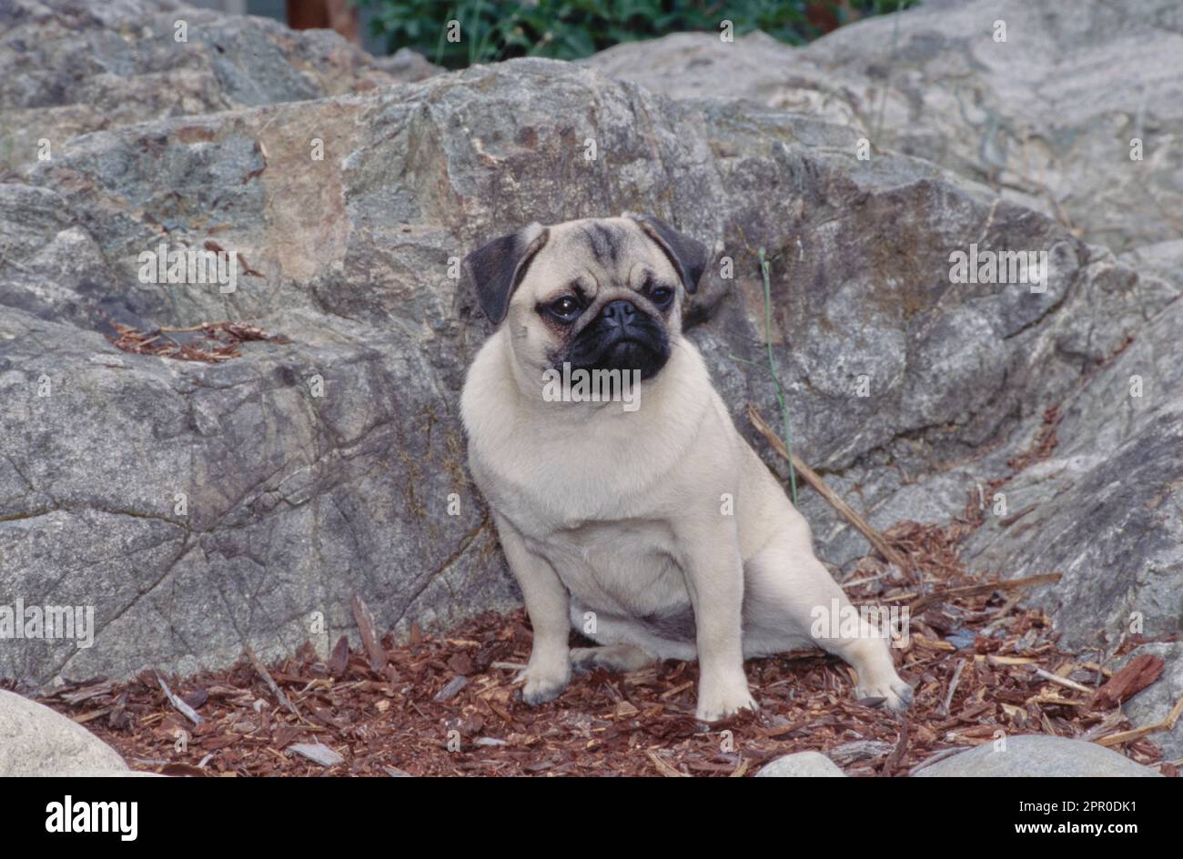 Pug sitting on large rock outside in mulch Stock Photo - Alamy