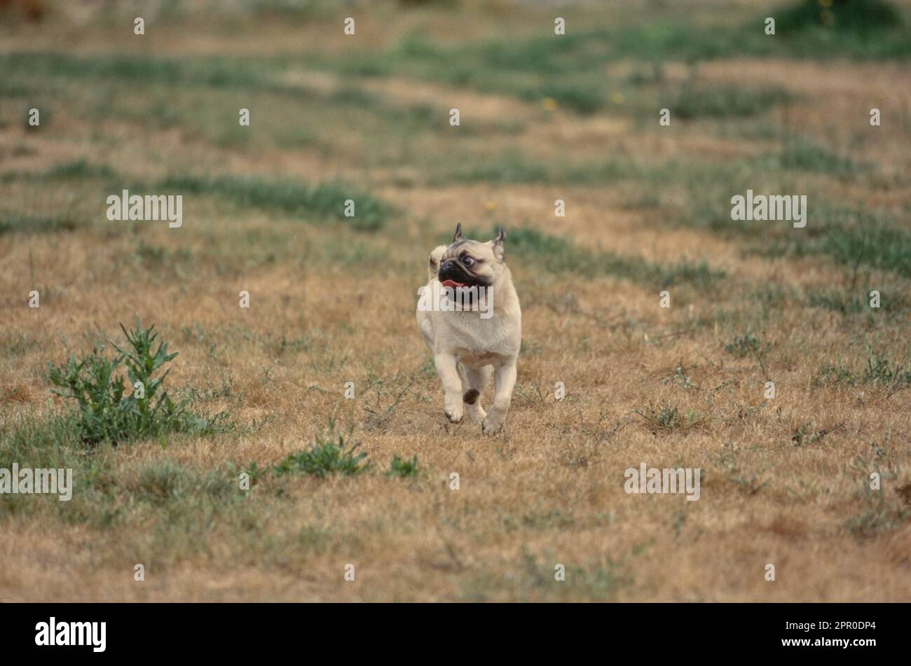 Pug running with tongue out in field Stock Photo - Alamy
