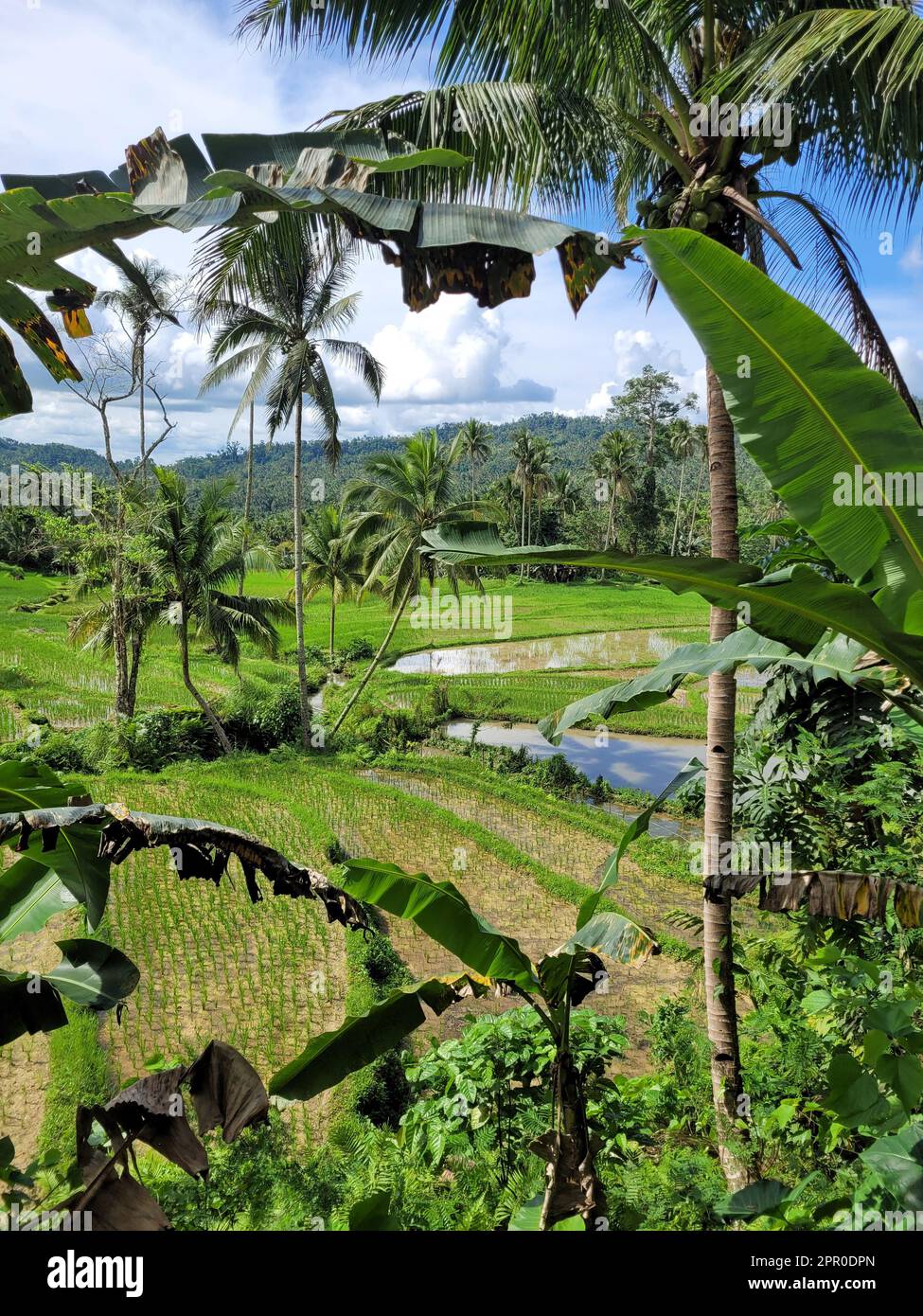 scenic rice fields on bohol island at the philippines Stock Photo - Alamy