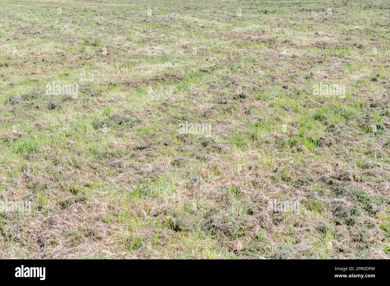 Grass clippings left on lawn hi-res stock photography and images - Alamy