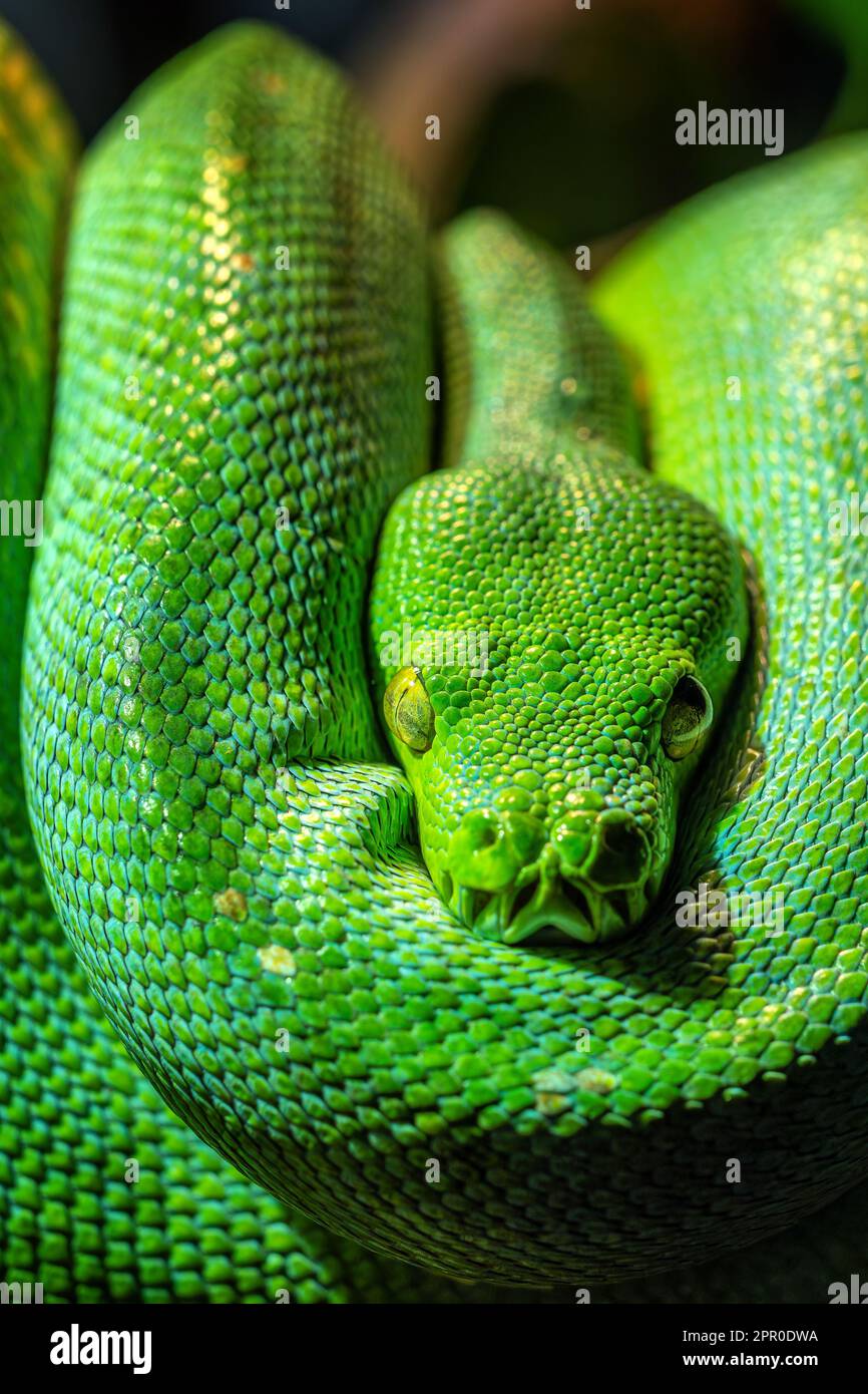 Green tree python (Morelia viridis) close-up. Portrait art Stock Photo ...