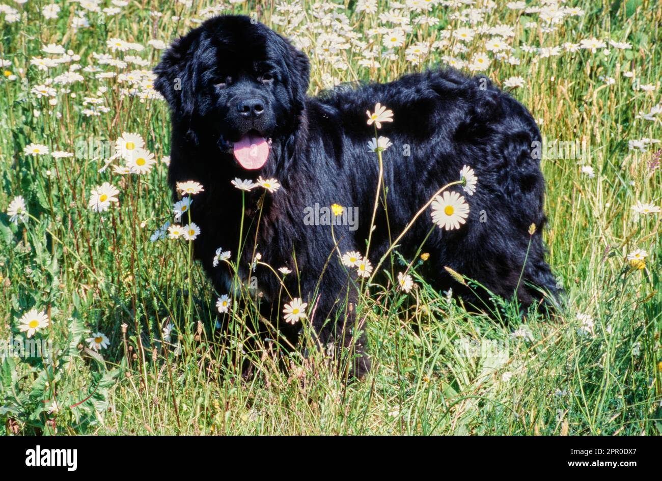 Newfoundland standing behind white flowers in field of tall grass Stock ...