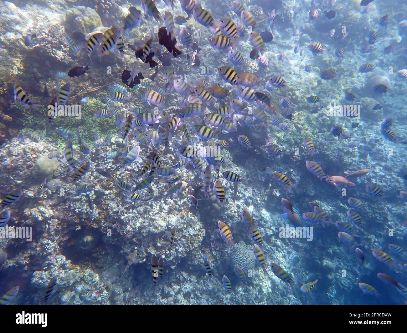 colorful underwater landscape on the philippine island of cebu Stock ...