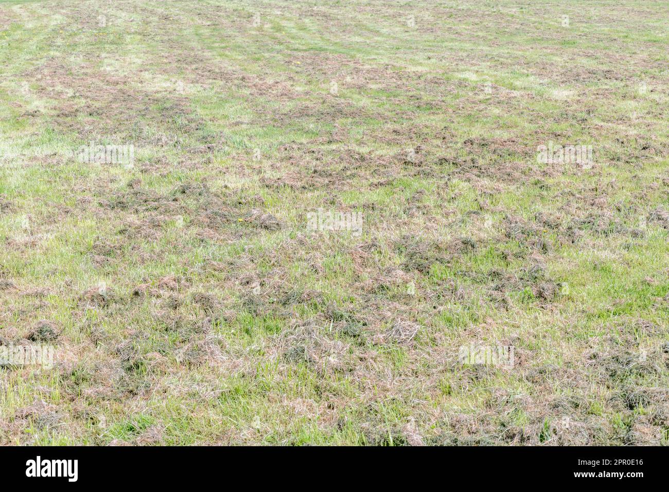 Cut grass mulch left on expansive paddock / playing field after cutting ...