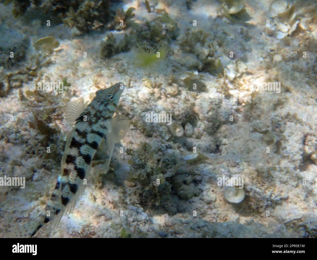 colorful underwater landscape on the philippine island of cebu Stock ...